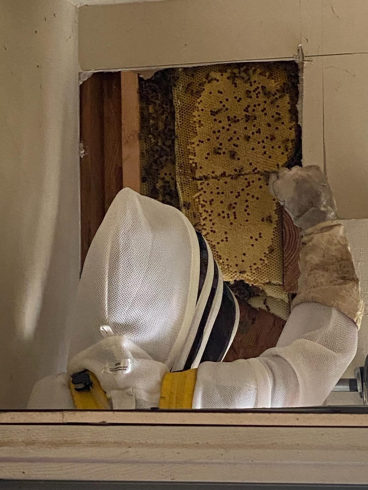 Bee Rescue | Colorado Bees